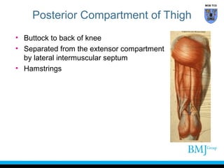 Flexor compartment of thigh | PPT