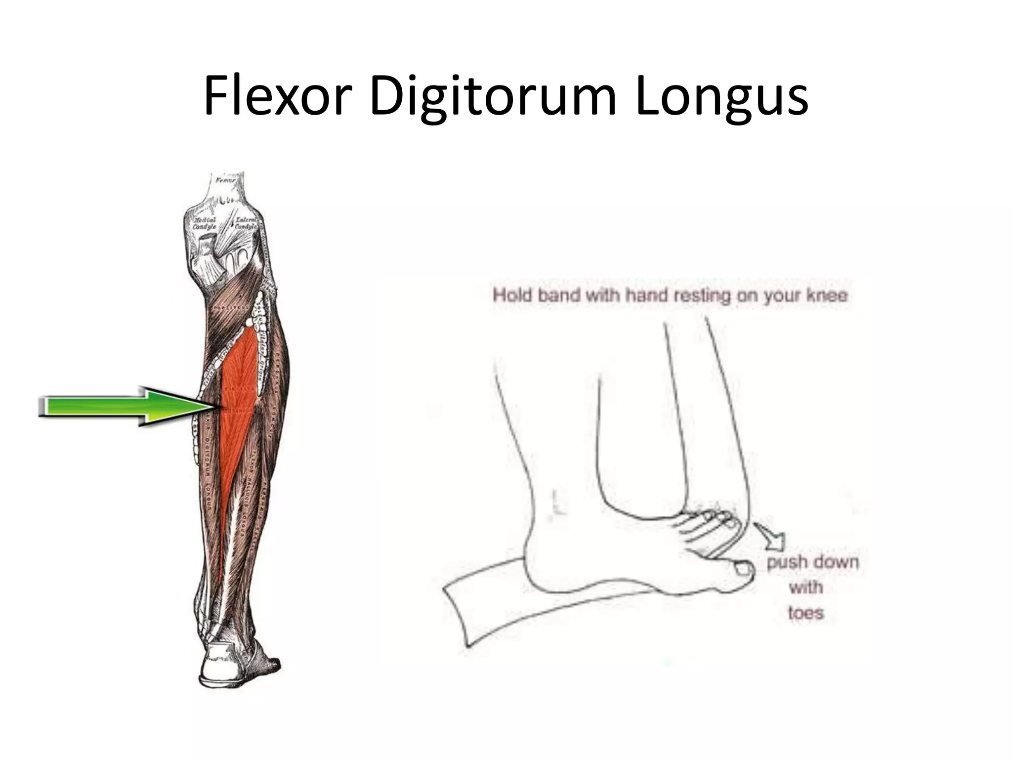 Flexor digitorum stretches | PPTX