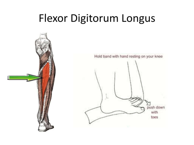Flexor digitorum stretches | PPTX
