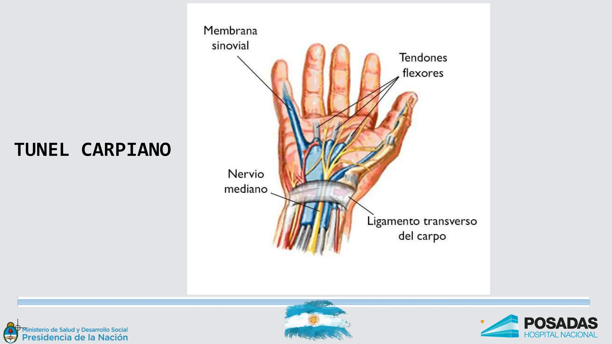 FLEXORES DE LA MANO ANATOMIA EN GENERAL. | PPTX