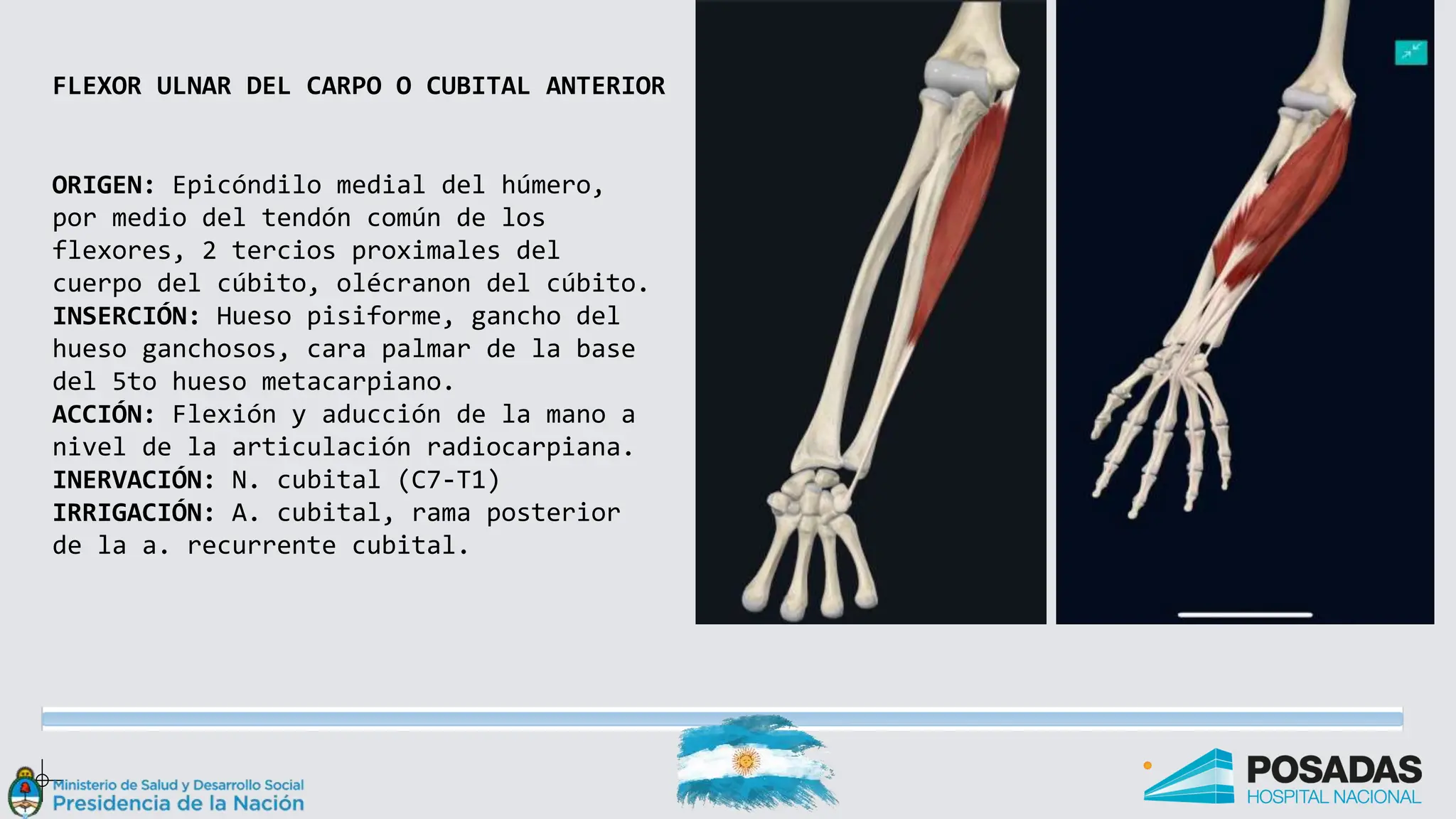 FLEXORES DE LA MANO ANATOMIA EN GENERAL. | PPTX