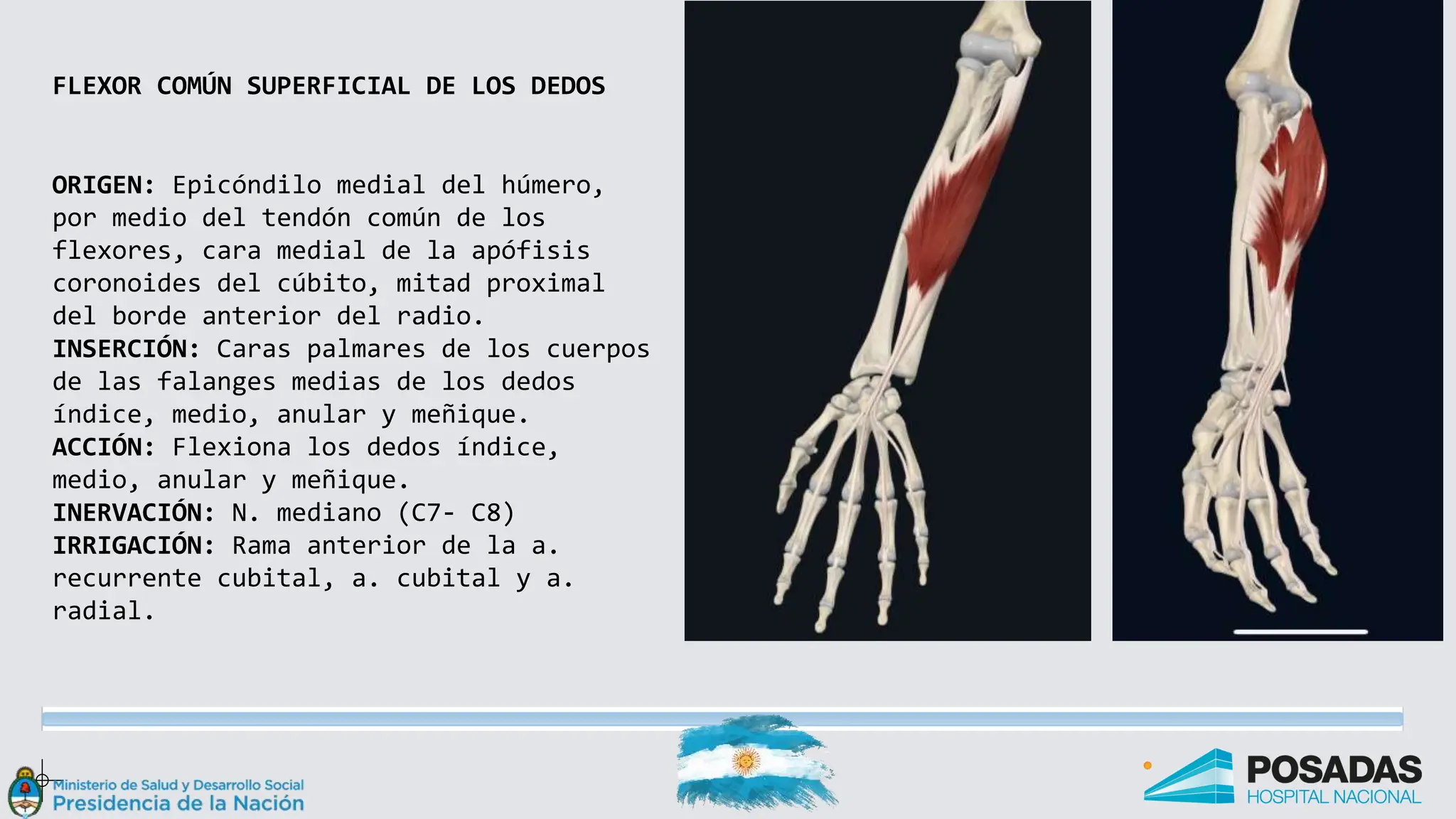 FLEXORES DE LA MANO ANATOMIA EN GENERAL. | PPTX