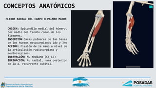 Flexores De La Mano Anatomia En General Pptx