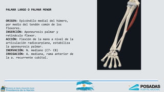 FLEXORES DE LA MANO ANATOMIA EN GENERAL. | PPTX