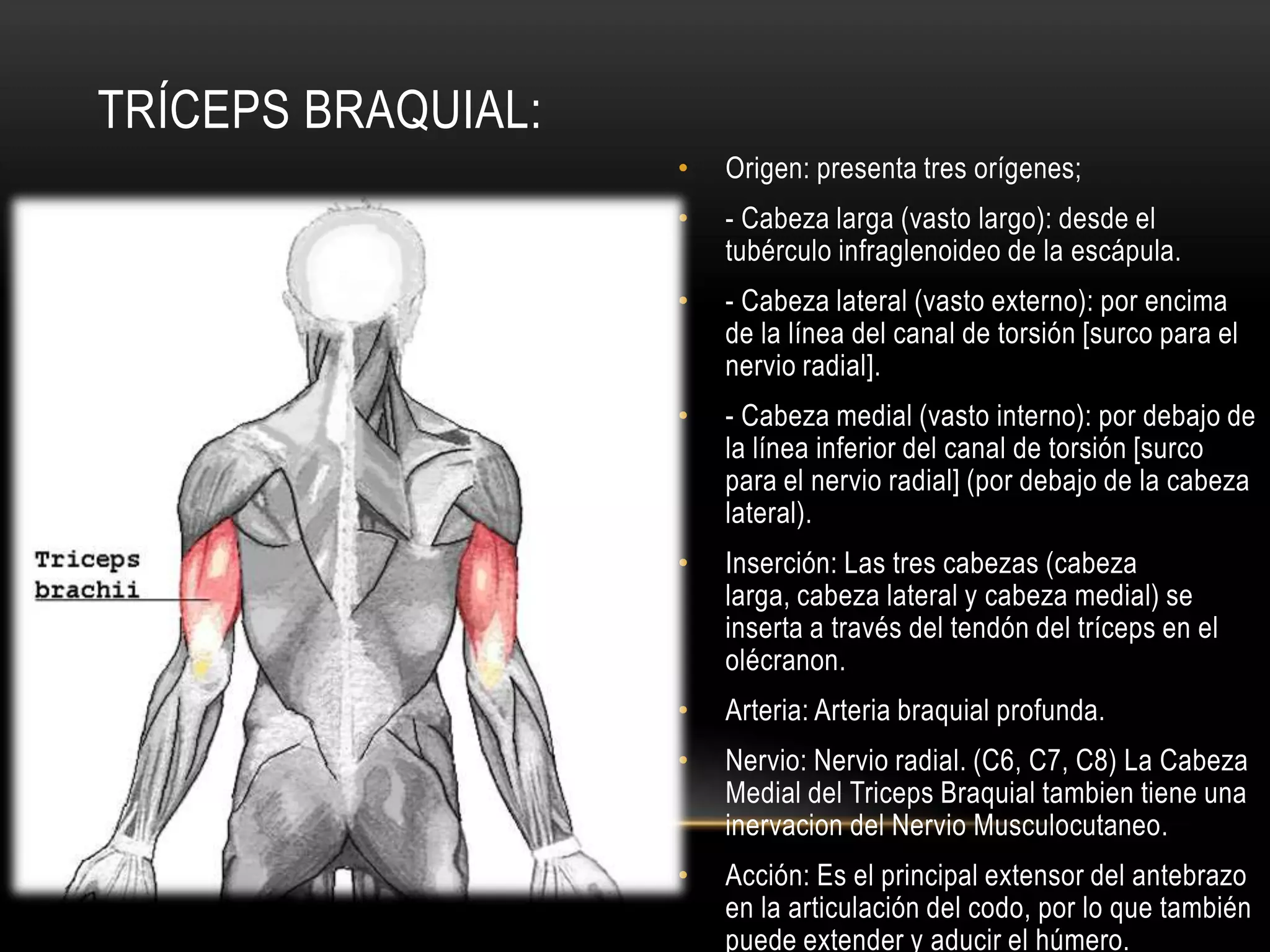 Flexores del brazo. | PPT