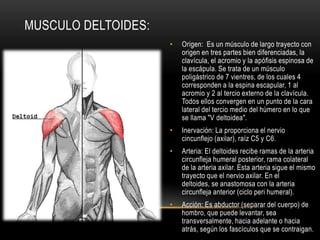 Flexores del brazo. | PPTX