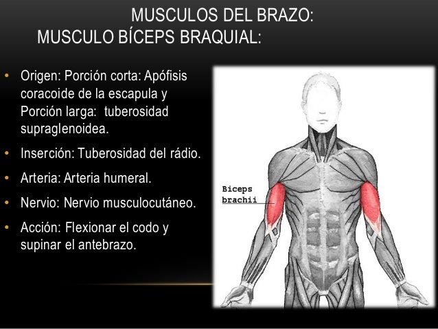 Flexionar Significado