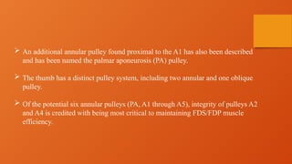 FLEXOR & EXTENSOR MECHANISM BIOMECHANICS | PPTX