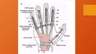 FLEXOR & EXTENSOR MECHANISM BIOMECHANICS | PPTX