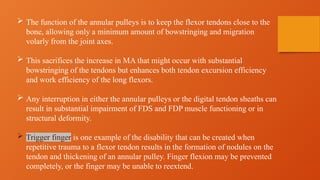FLEXOR & EXTENSOR MECHANISM BIOMECHANICS | PPTX