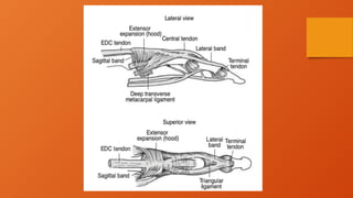 FLEXOR & EXTENSOR MECHANISM BIOMECHANICS | PPTX