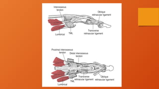 FLEXOR & EXTENSOR MECHANISM BIOMECHANICS | PPTX
