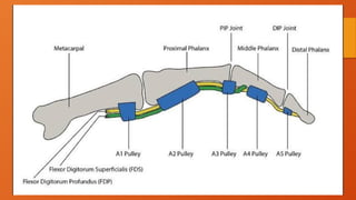 FLEXOR & EXTENSOR MECHANISM BIOMECHANICS | PPTX