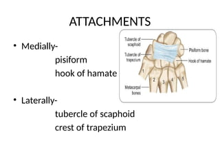 FLEXOR RETINACULUM by anivesh maurya.pptx