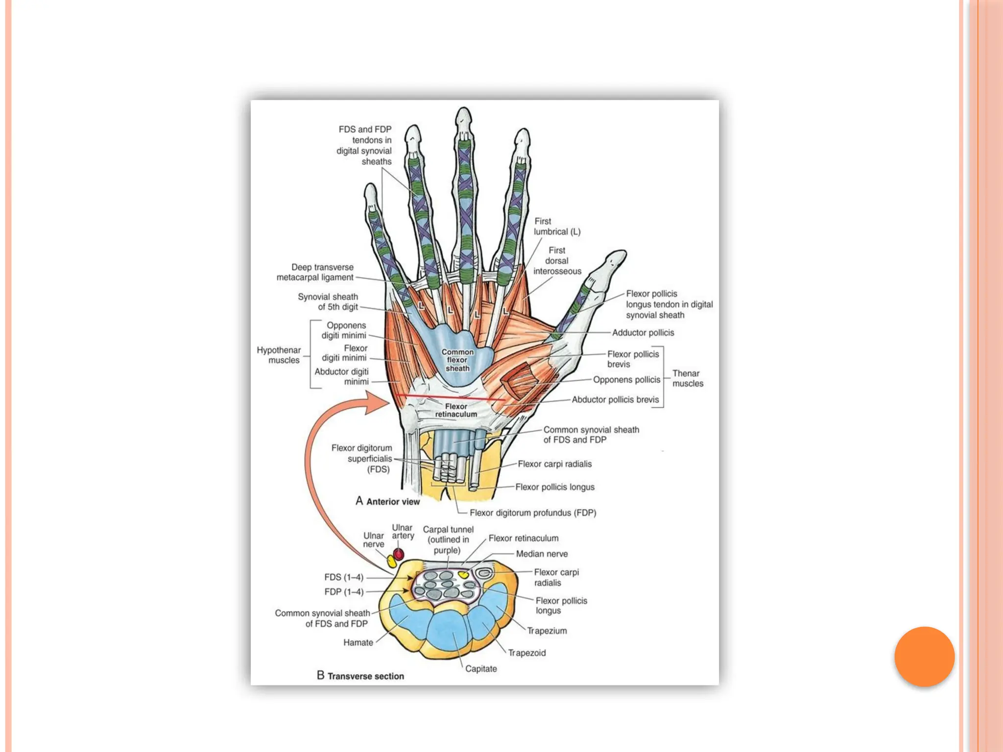 FLEXOR RETINACULUM Anatomy PPT FINAL.pptx