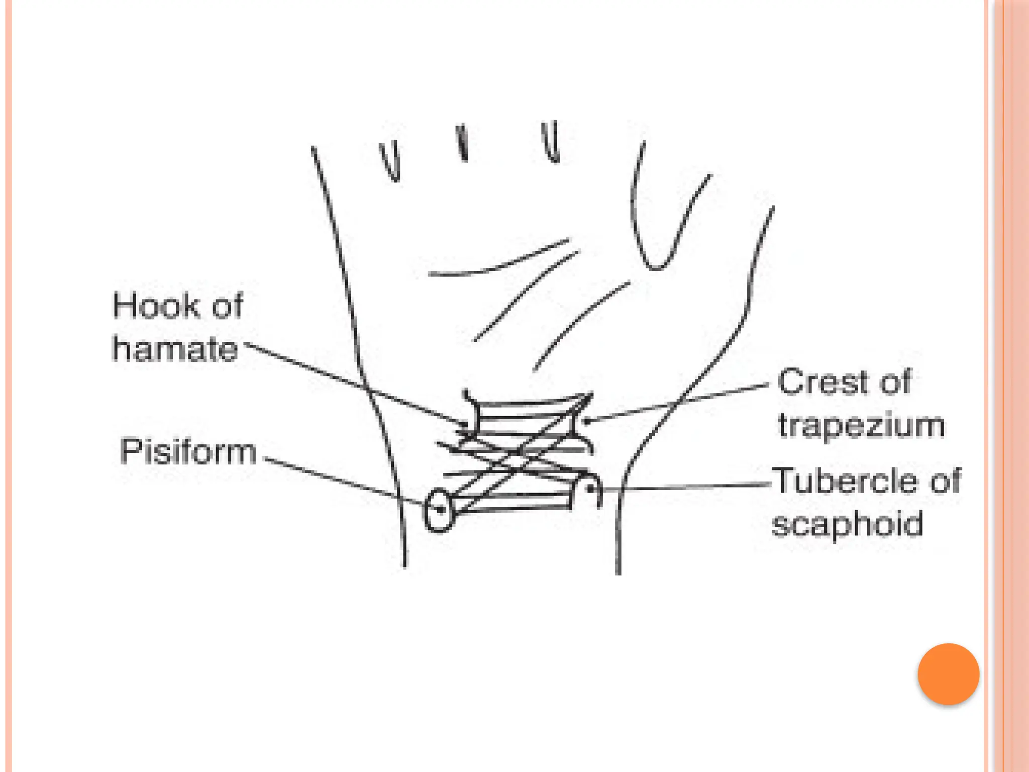 FLEXOR RETINACULUM Anatomy PPT FINAL.pptx