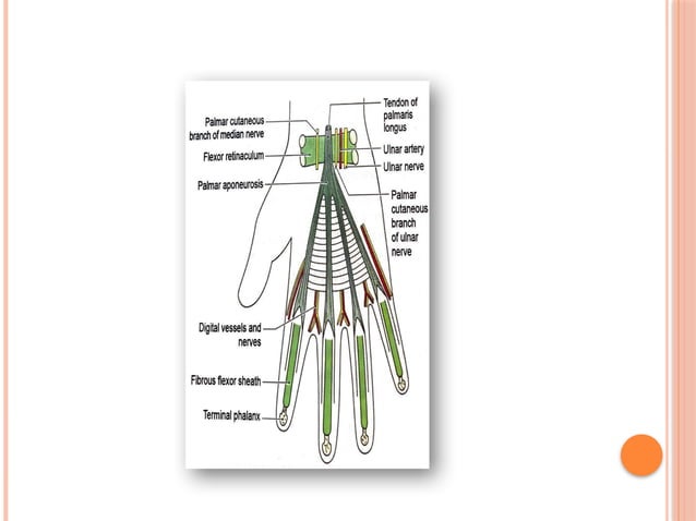 FLEXOR RETINACULUM Anatomy PPT FINAL.pptx | Death, Injury, or Military ...