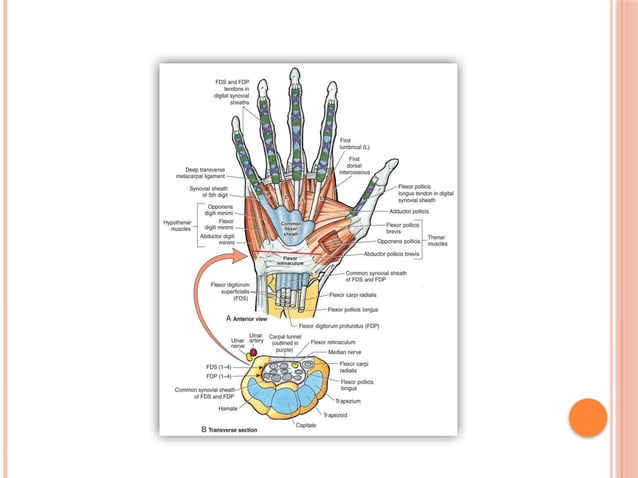 FLEXOR RETINACULUM Anatomy PPT FINAL.pptx | Death, Injury, or Military ...