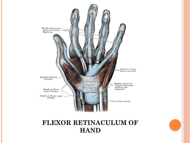 FLEXOR RETINACULUM Anatomy PPT FINAL.pptx | Death, Injury, or Military ...