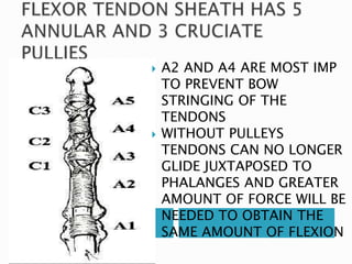 Flexor tendon injuries | PPTX