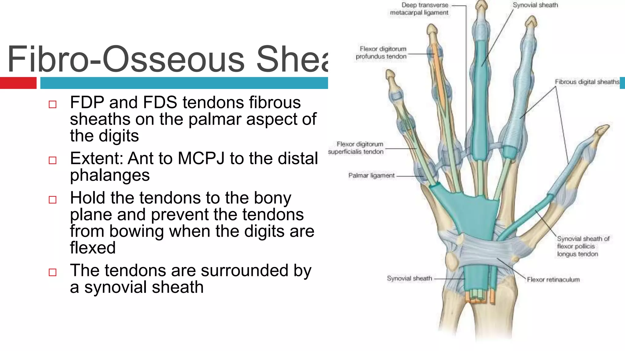 Flexor tendon injuries | PPTX