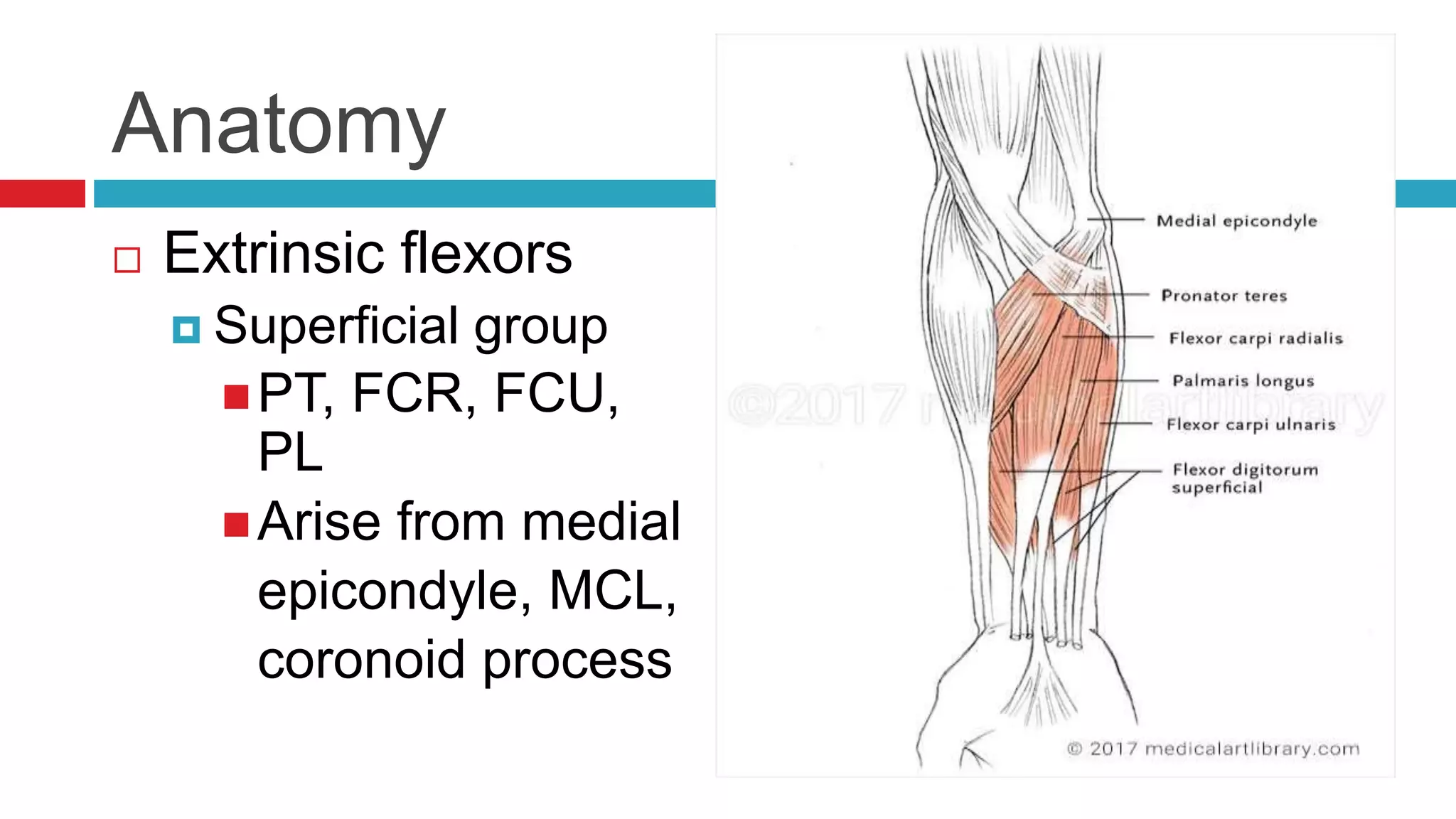 Flexor tendon injuries | PPTX