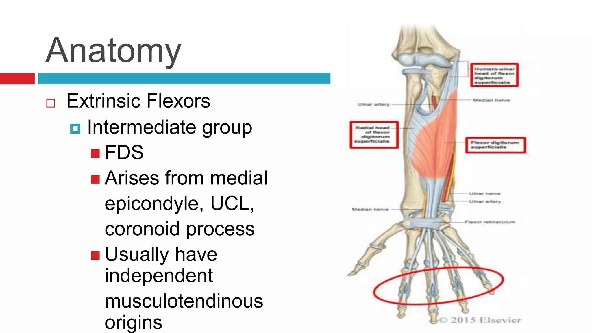 Flexor tendon injuries | PPTX | Death, Injury, or Military Conflict ...