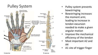 Flexor tendon injuries | PPT