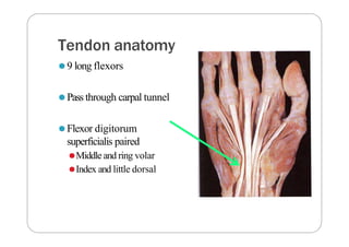 Flexor tendon injuries- basics for orthopedics residents | PPT