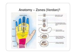 Flexor tendon injuries- basics for orthopedics residents | PPT