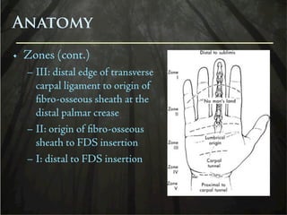 Flexor Tendons - Anatomy, Injury, Treatment | KEY