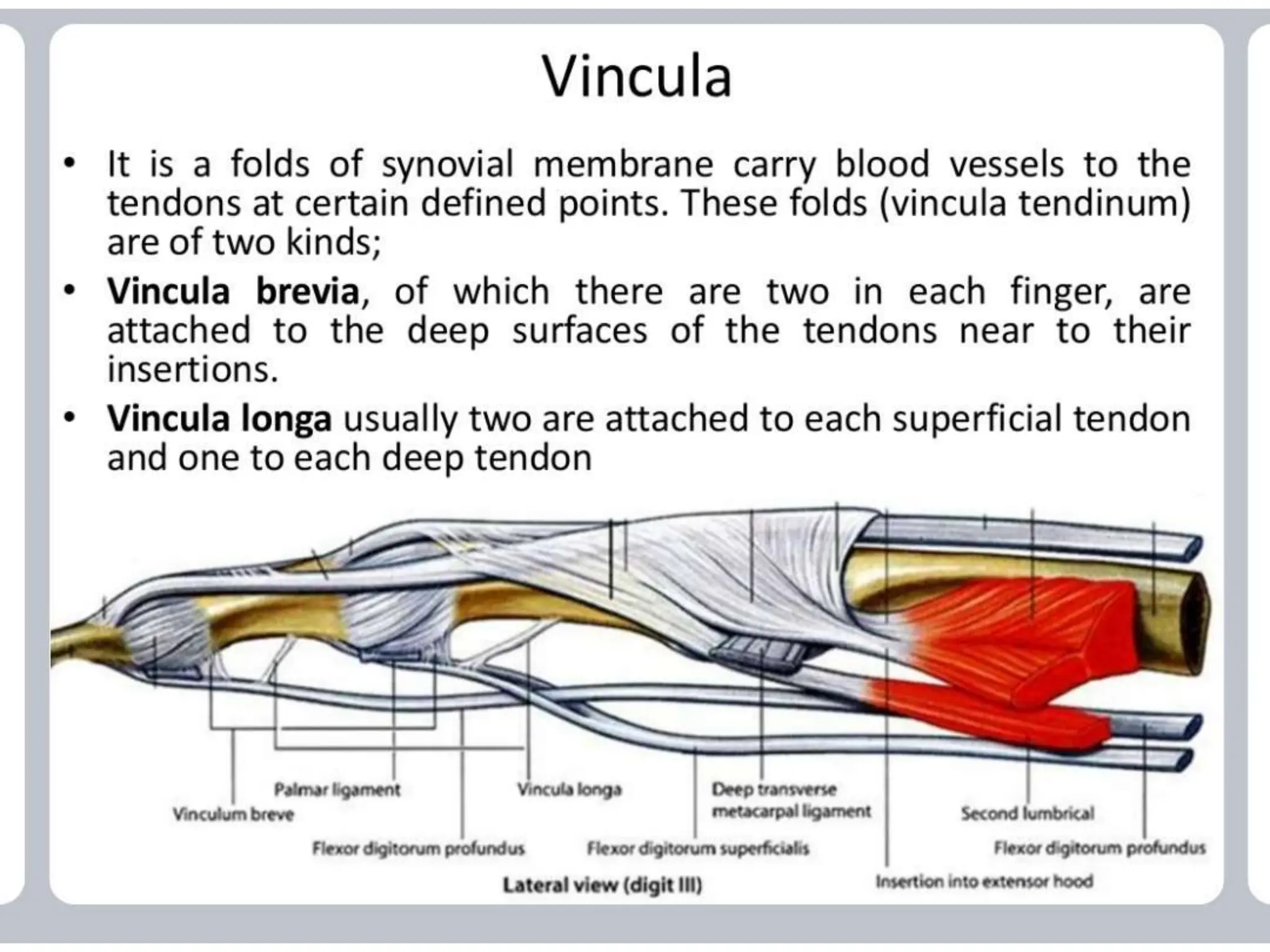 FLEXOR TENDON INJURIES.pptx