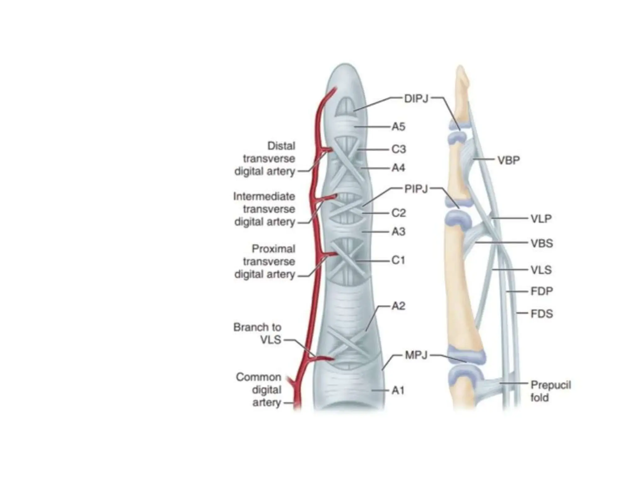 FLEXOR TENDON INJURIES.pptx