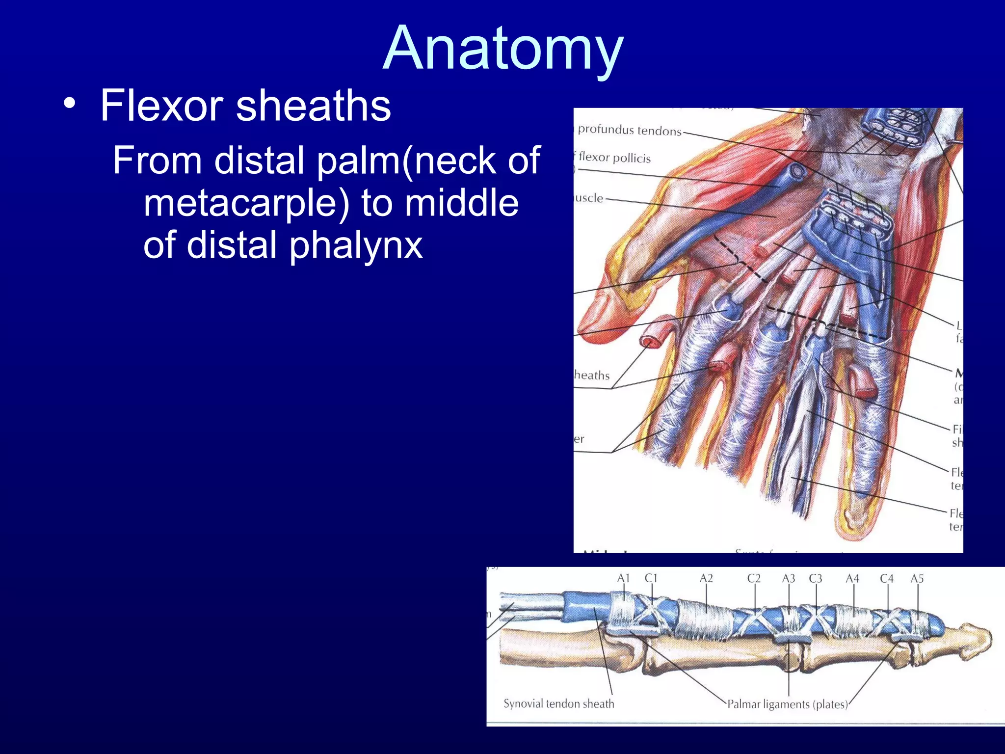 Flexortendoninjuries1 140504003542-phpapp01 | PPT
