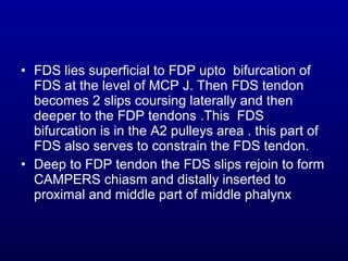 Flexortendoninjuries1 140504003542-phpapp01 | PPT