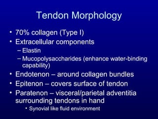 Flexortendoninjuries1 140504003542-phpapp01 | PPT