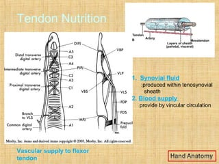Flexortendoninjuries1 140504003542-phpapp01 | PPT