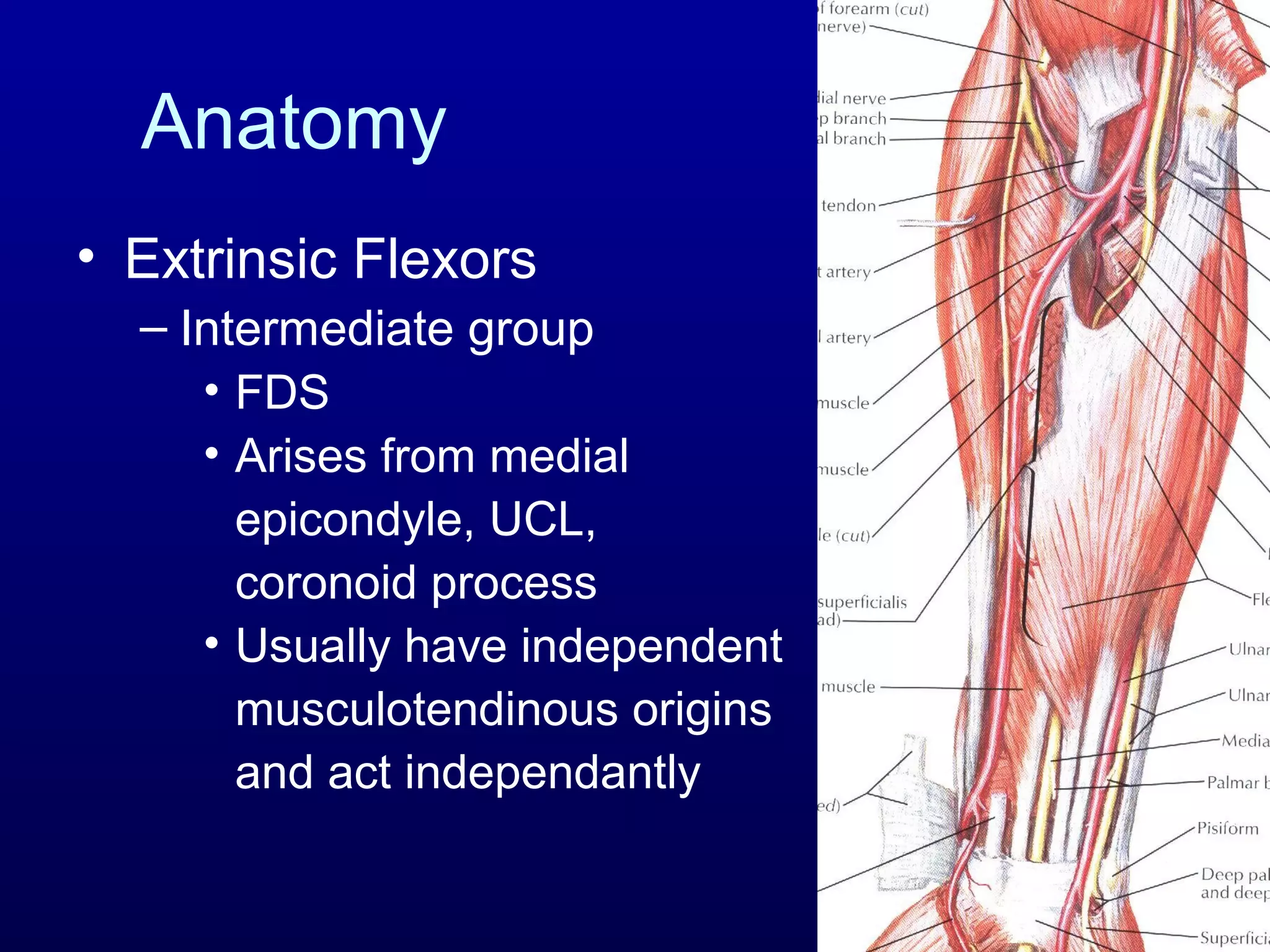 Flexor tendon injuries(1) | PPT