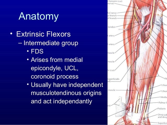 Flexor tendon injuries(1)