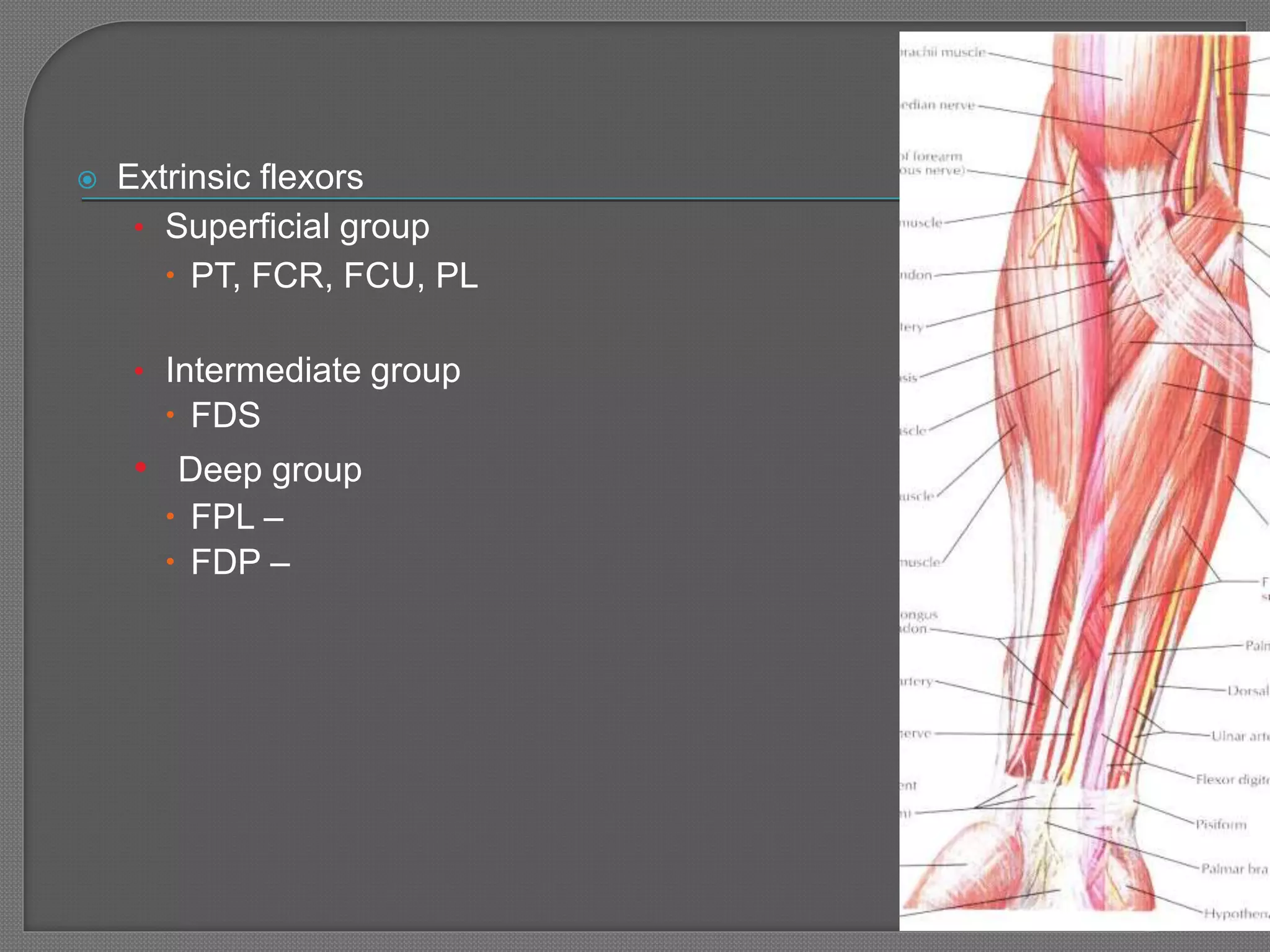 Flexor tendon injury | PPTX