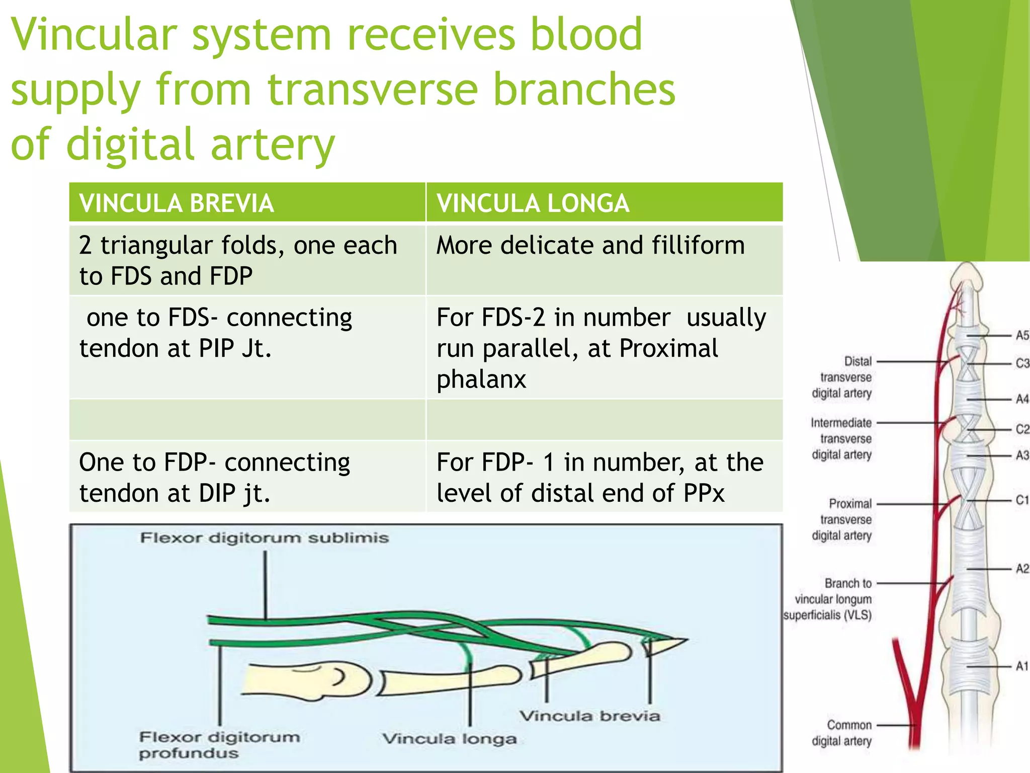 Flexor tendon injury final edit with pictures | PPTX