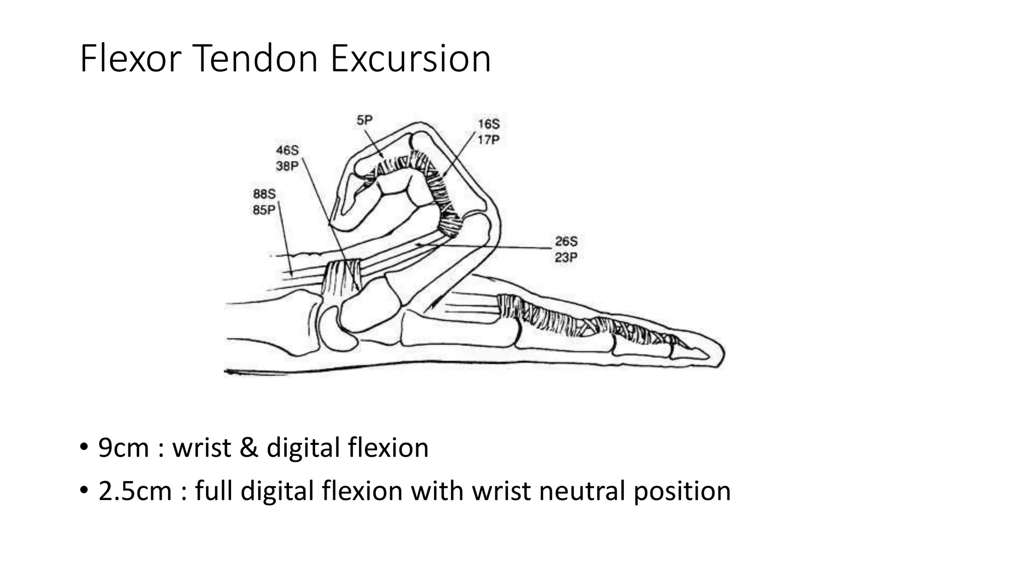 Flexor tendon injury, management and rehabilitation | PPTX