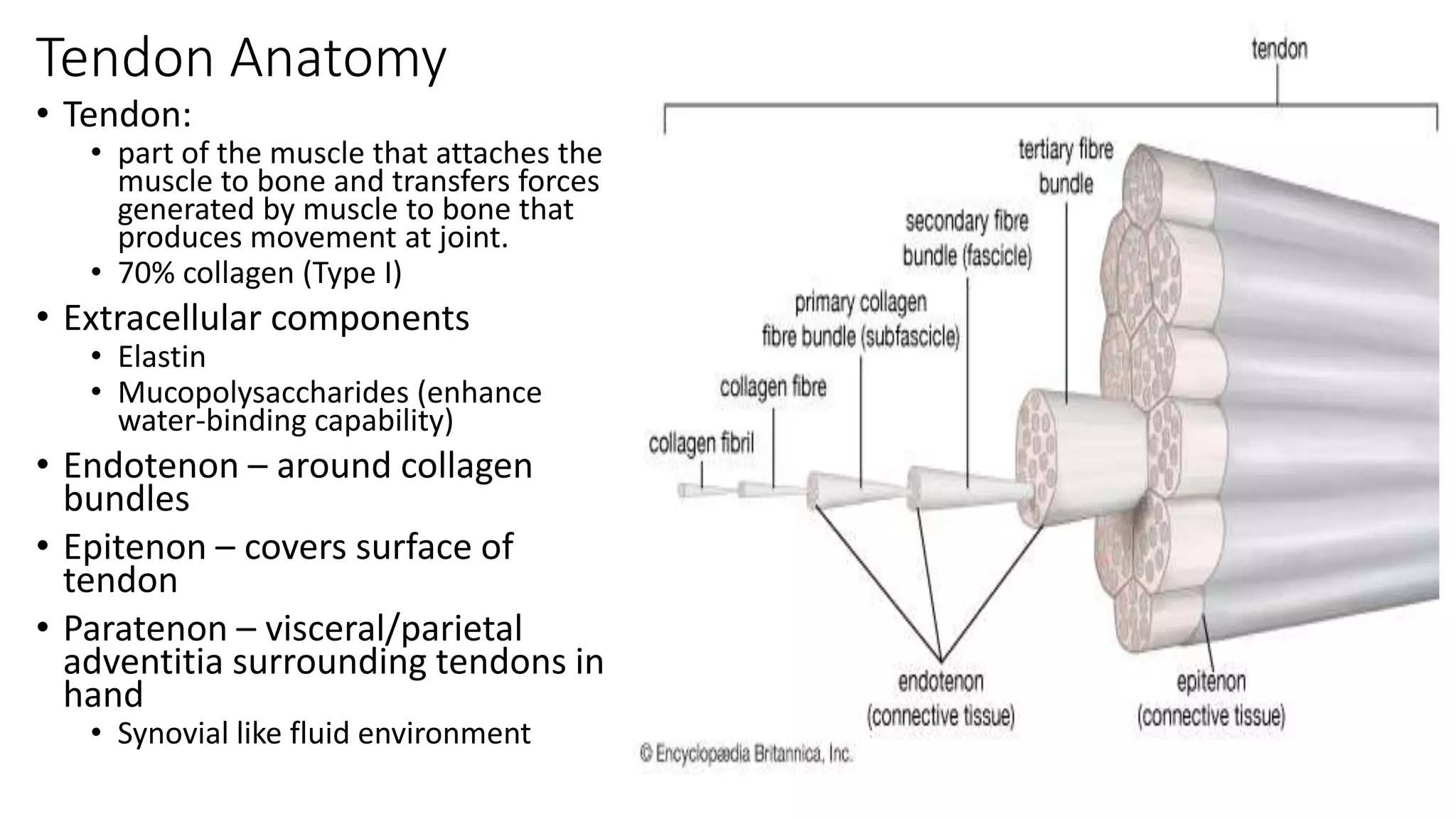 Flexor tendon injury, management and rehabilitation | PPTX