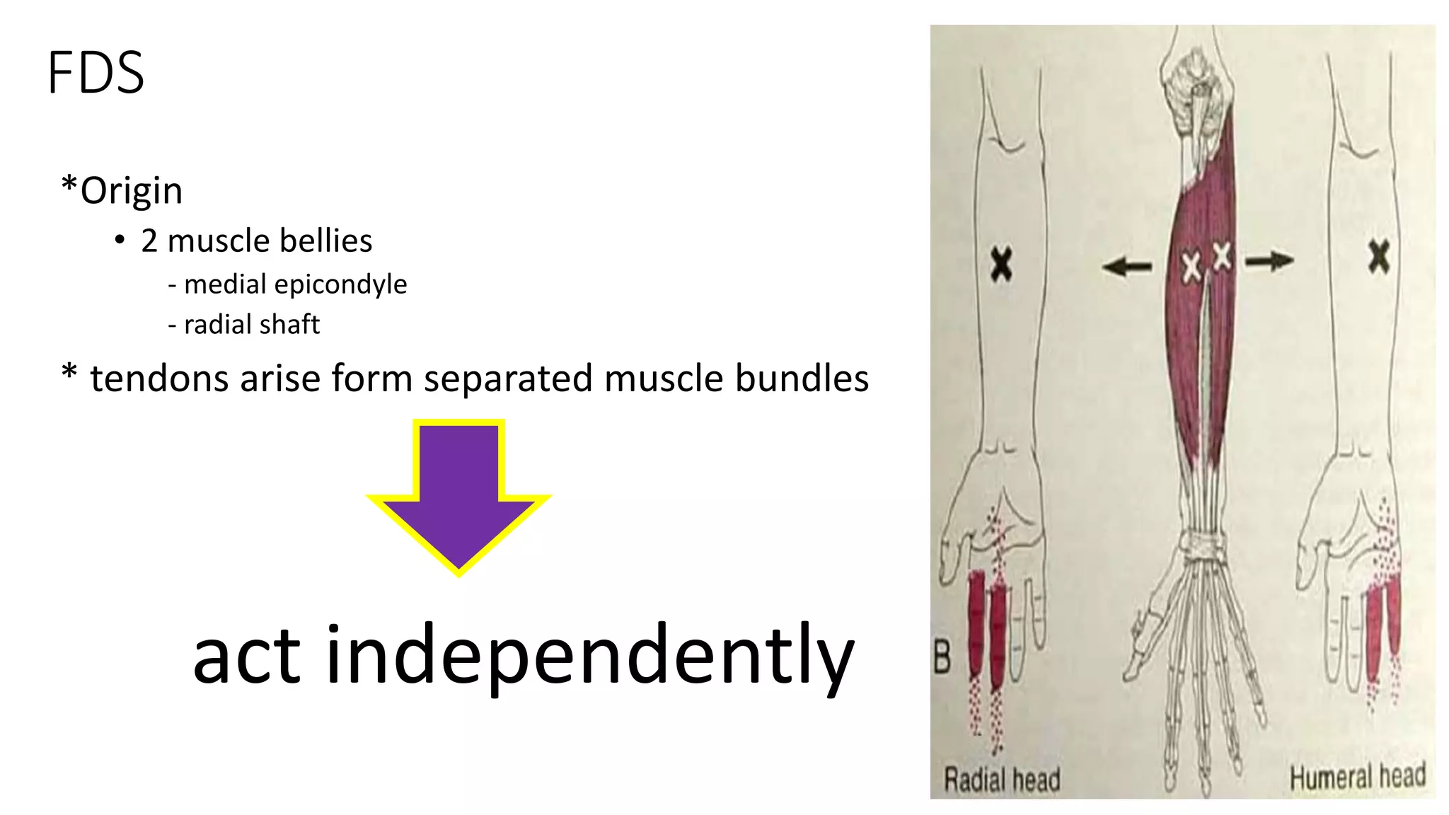 Flexor tendon injury, management and rehabilitation | PPTX