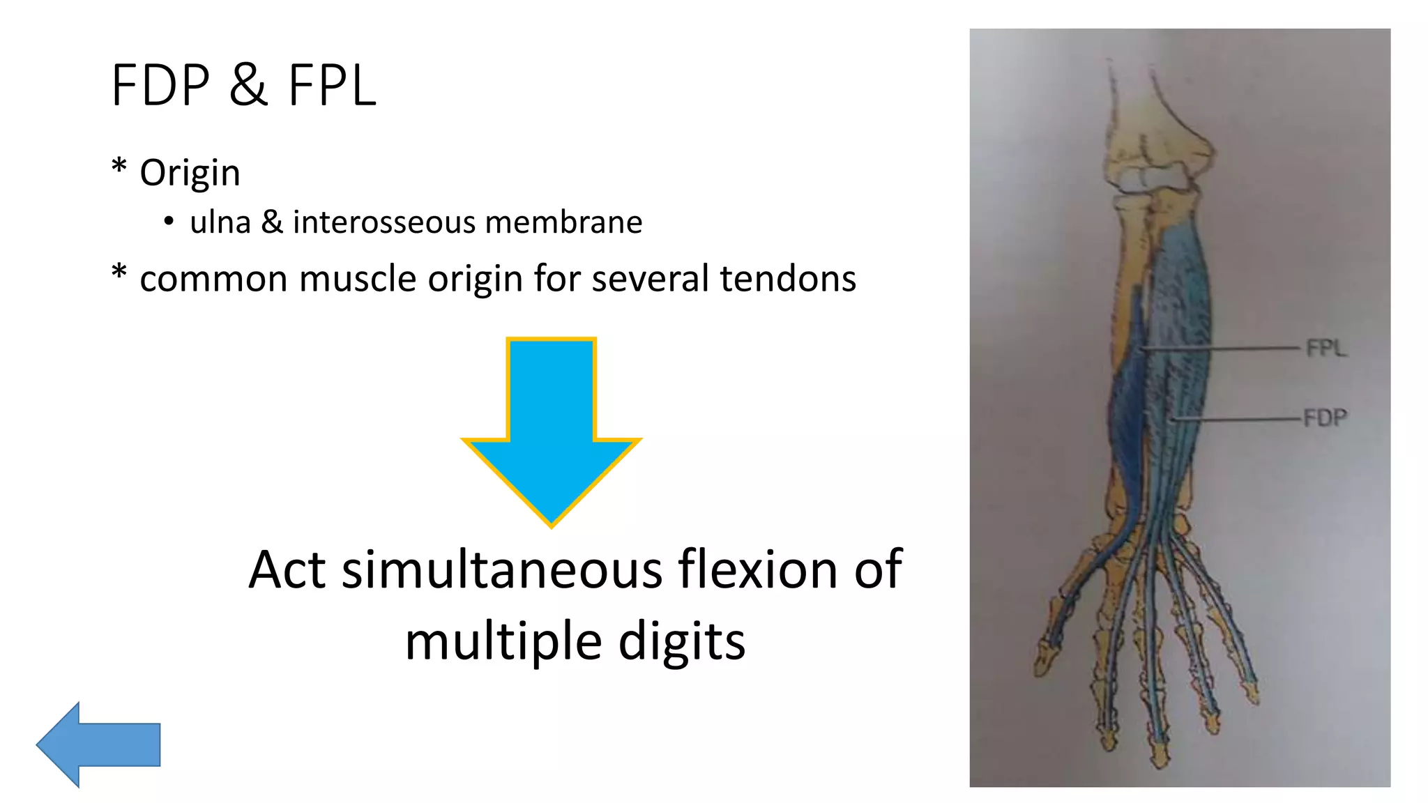 Flexor tendon injury, management and rehabilitation | PPTX