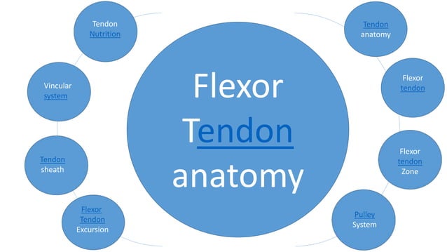 Flexor tendon injury, management and rehabilitation | PPTX | Death ...