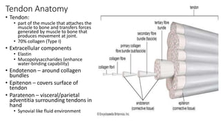 Flexor tendon injury, management and rehabilitation | PPTX