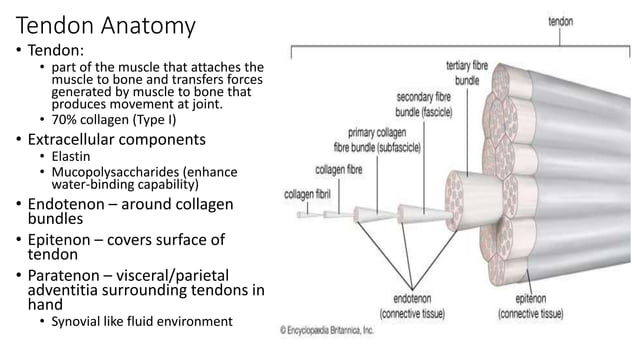 Flexor tendon injury, management and rehabilitation | PPTX | Death ...