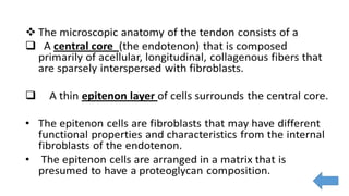 Flexor tendon injury, management and rehabilitation | PPTX