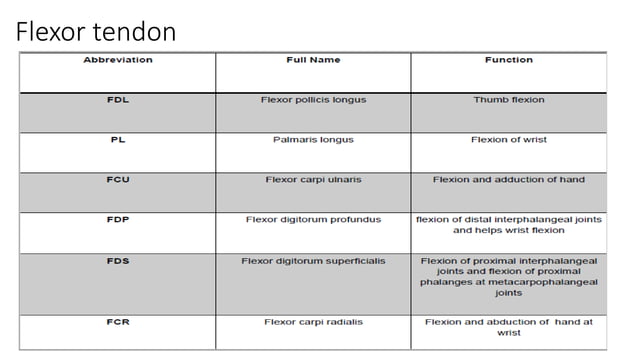 Flexor tendon injury, management and rehabilitation | PPTX | Death ...